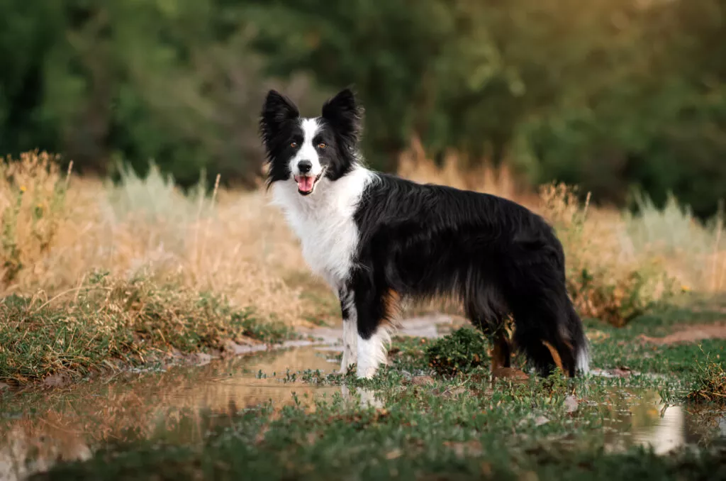 Bordercollie - aktiivinen paimenkoira | zooplus tietonurkka