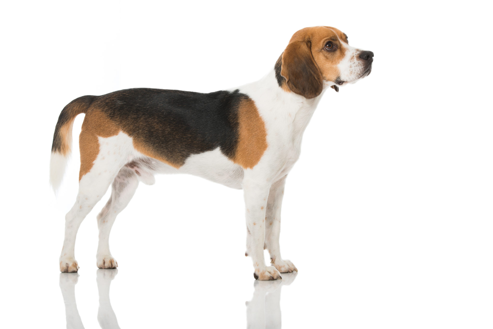 Beagle - Koirarotuja | zooplus Tietonurkka