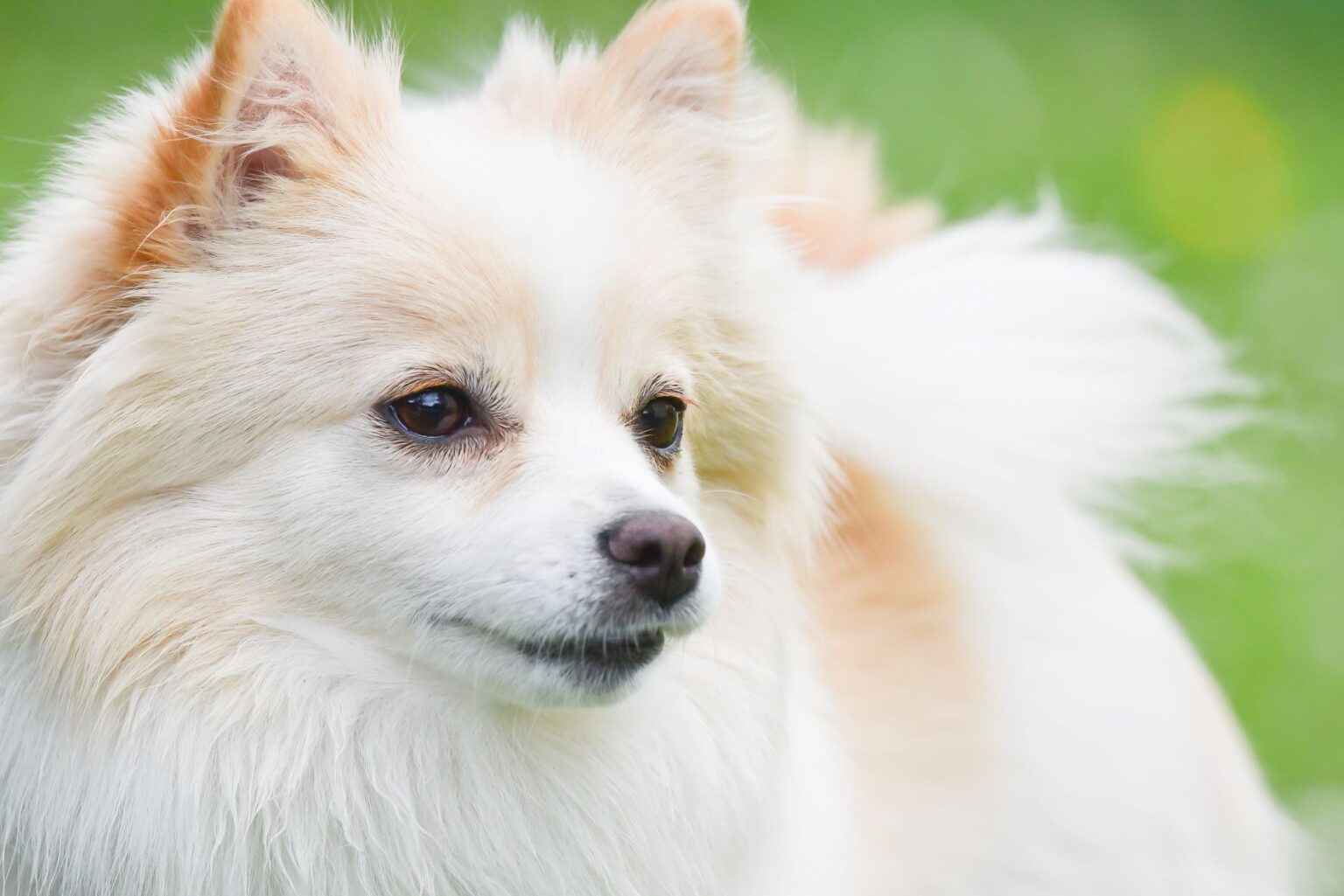 Kleinspitz ja mittelspitz | zooplus Magazine
