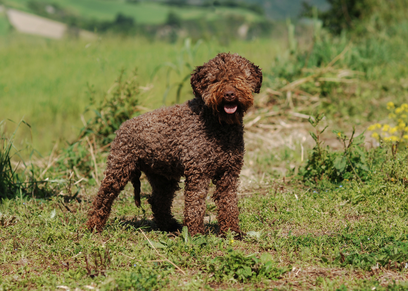 Lagotto romagnolo | zooplus Tietonurkka