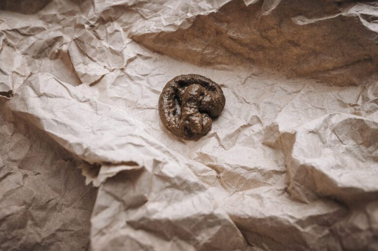 Kissan uloste: mitä väri ja koostumus paljastavat | zooplus Magazine