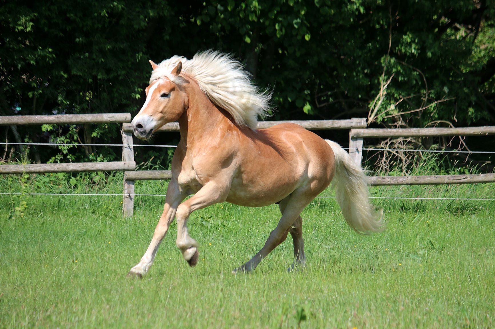 Poni | zooplus Tietonurkka