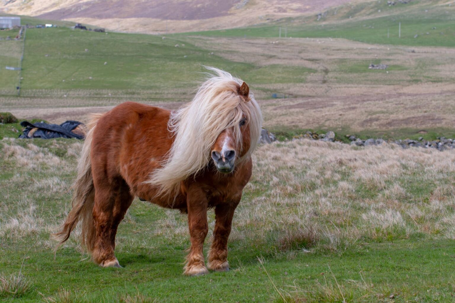 Shetlanninponi (shettis) | zooplus Tietonurkka