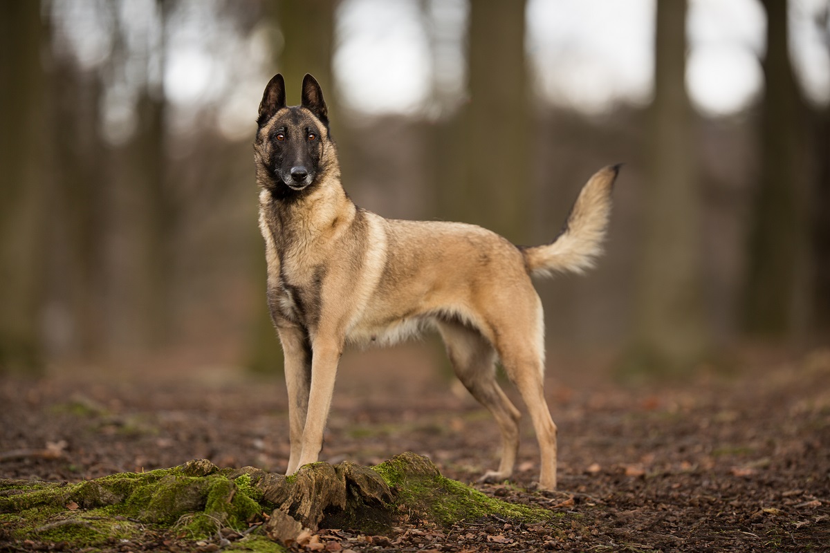 Malinois | zooplus tietonurkka